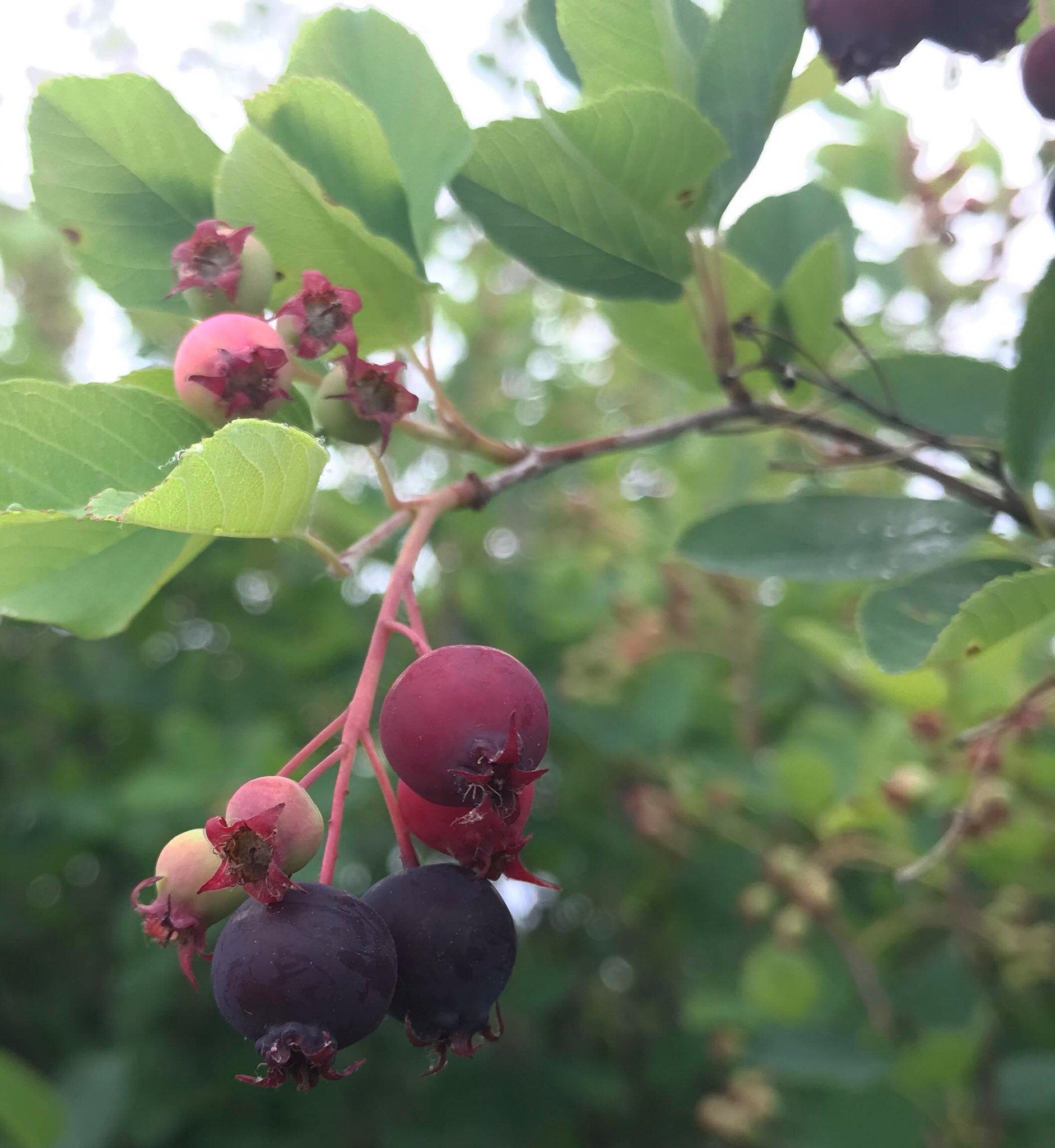 Portage is days away from saskatoon berry season - PortageOnline.com ...