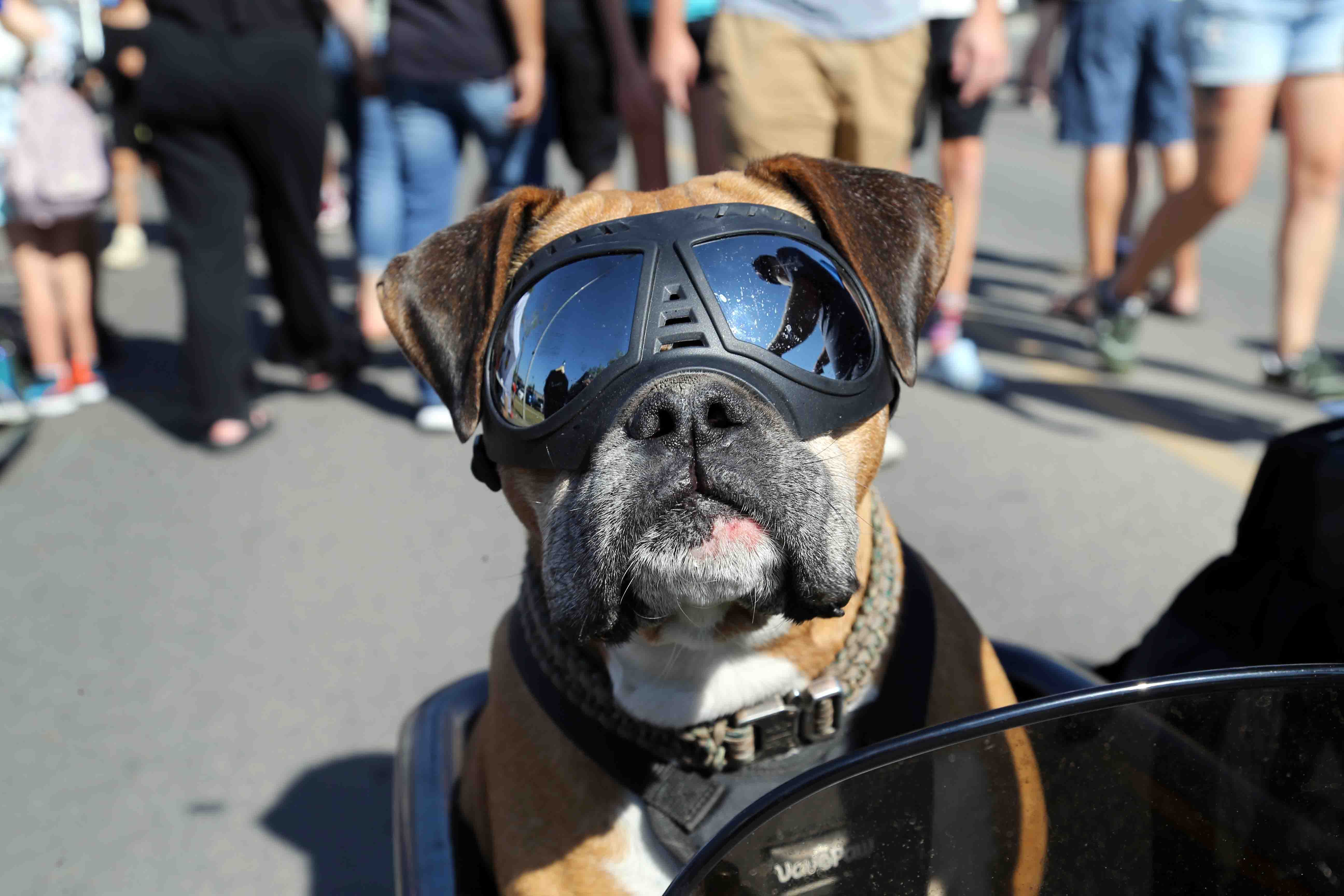 Gallery: Thousands celebrate Airdrie and all it offers at AirdrieFEST ...
