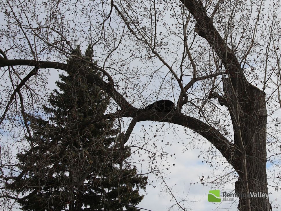 “Oh dear, a bear!”: Altona man wakes up to black bear napping in his ...