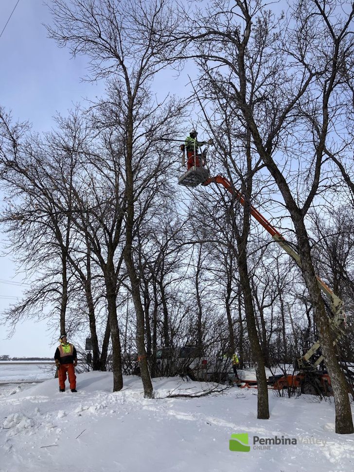 Crews get to work removing dead trees from Altona's park ...