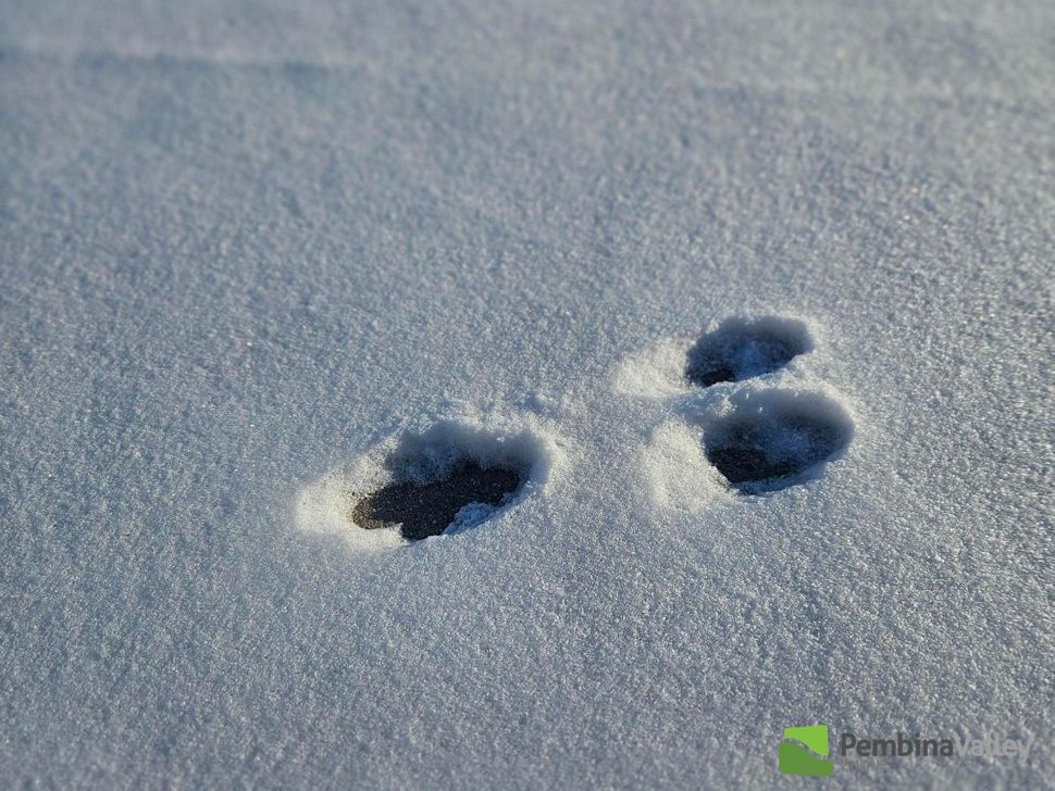 What is that little hole in the snow? The stories wildlife tells in ...