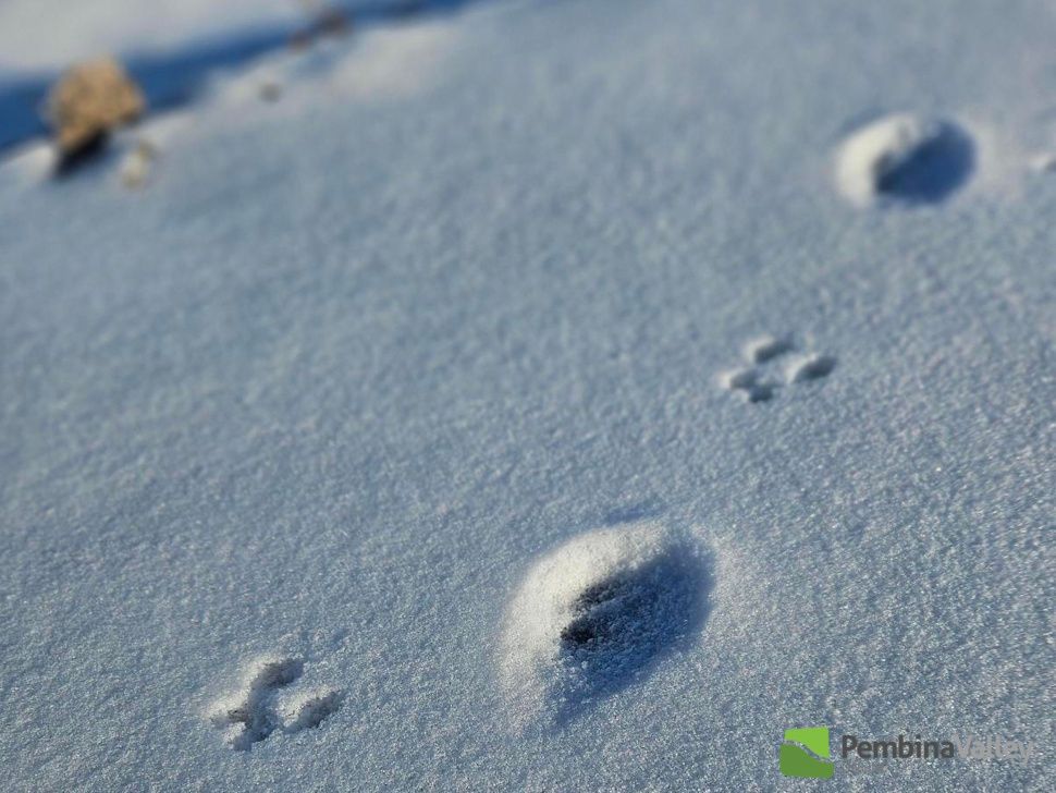 What is that little hole in the snow? The stories wildlife tells in ...