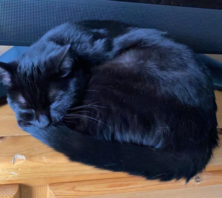 October is Black Cat Awareness Month! - StrathmoreNow.com - Local news ...