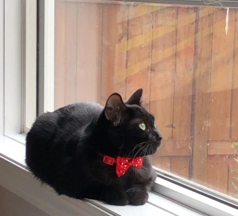 October is Black Cat Awareness Month! - StrathmoreNow.com - Local news ...