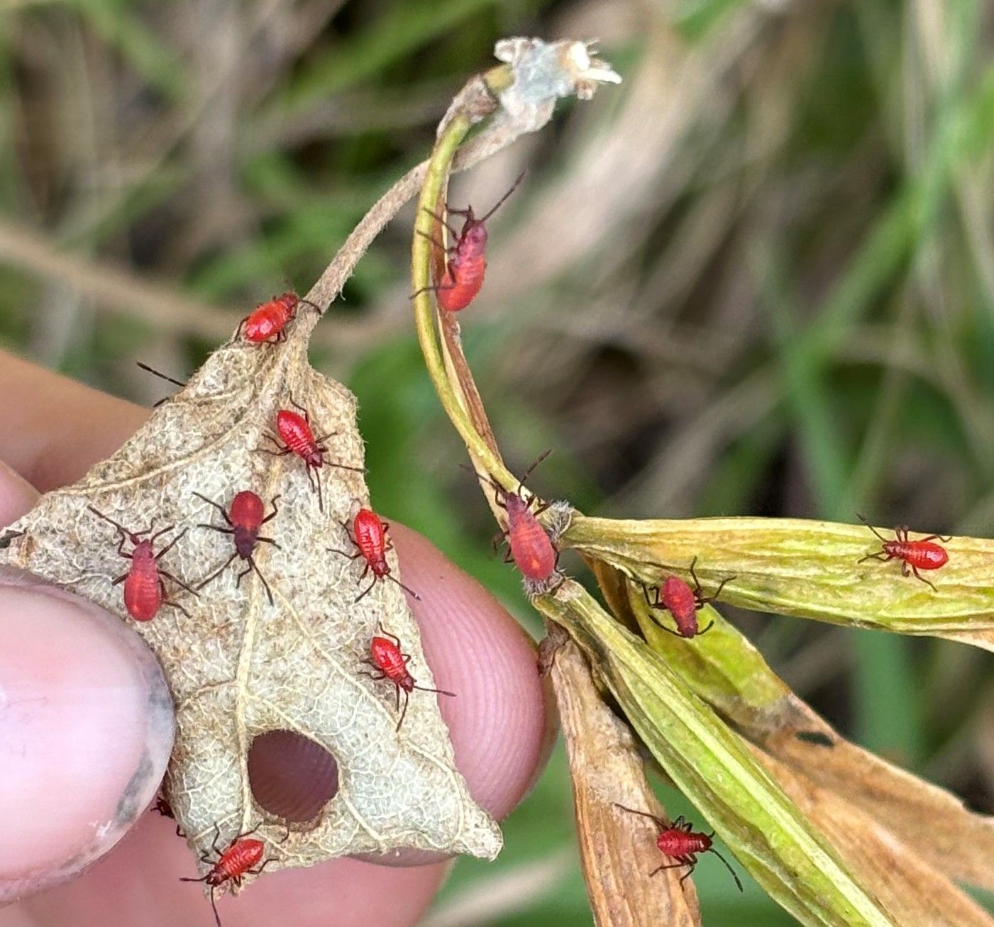 Boxelder bugs clustering in Portage area - PortageOnline.com - Local ...