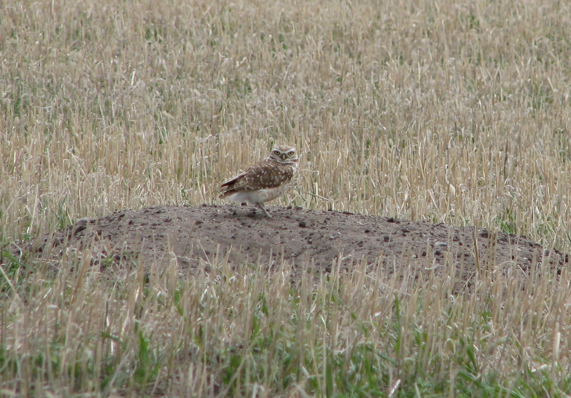Southwest Sask. welcomes back burrowing owls - SwiftCurrentOnline.com ...