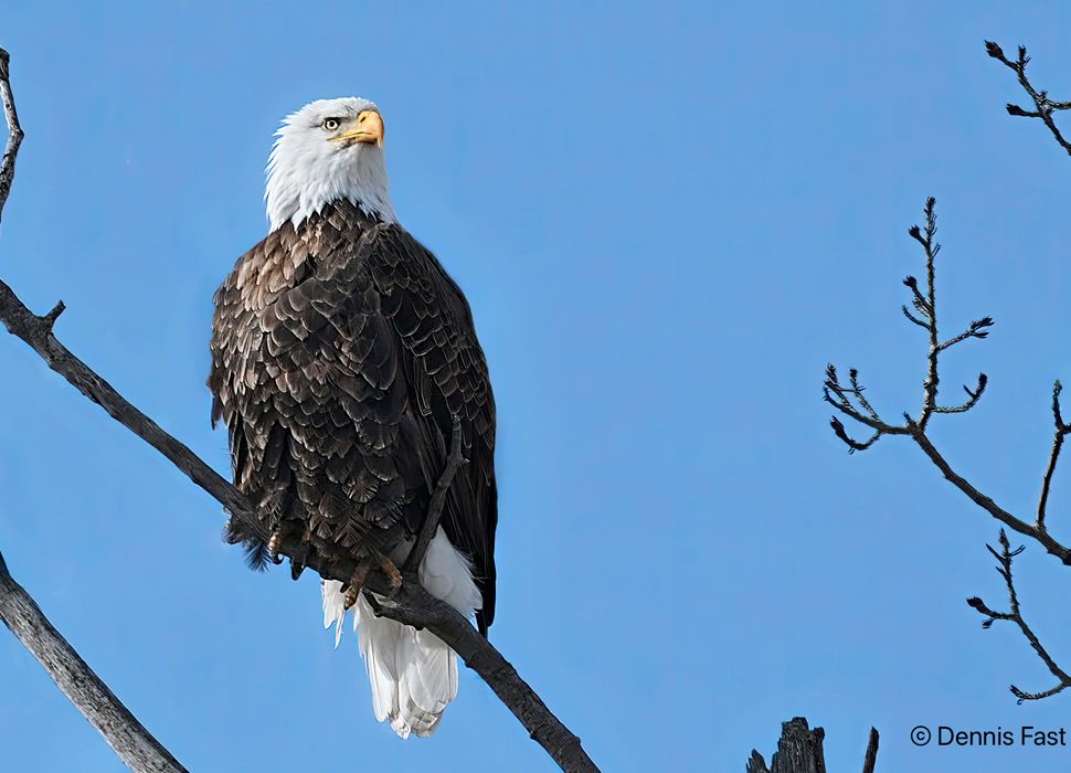 Hundreds of eagles spotted near La Broquerie: Awe inspiring sight ...