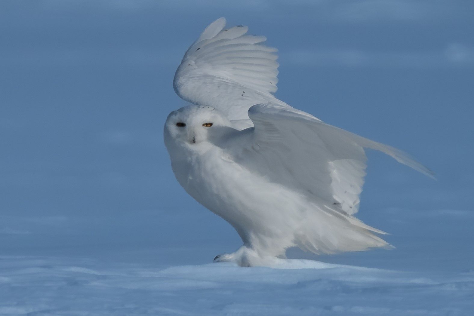 GALLERY: A day in the field with the iconic Snowy Owl - CochraneNow ...