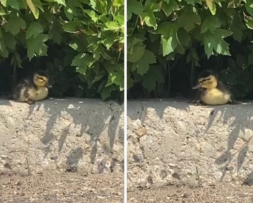 Adorable fowl play unfolds at SaskEnergy office - DiscoverWeyburn.com ...
