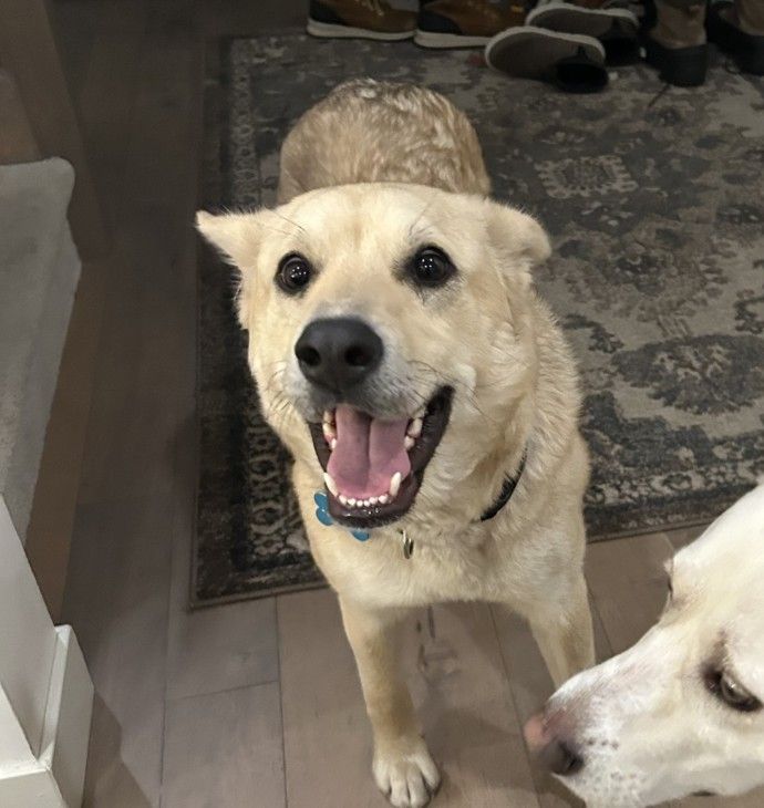 Adorable Adoptables: Sweet Elora is ready for her new family ...