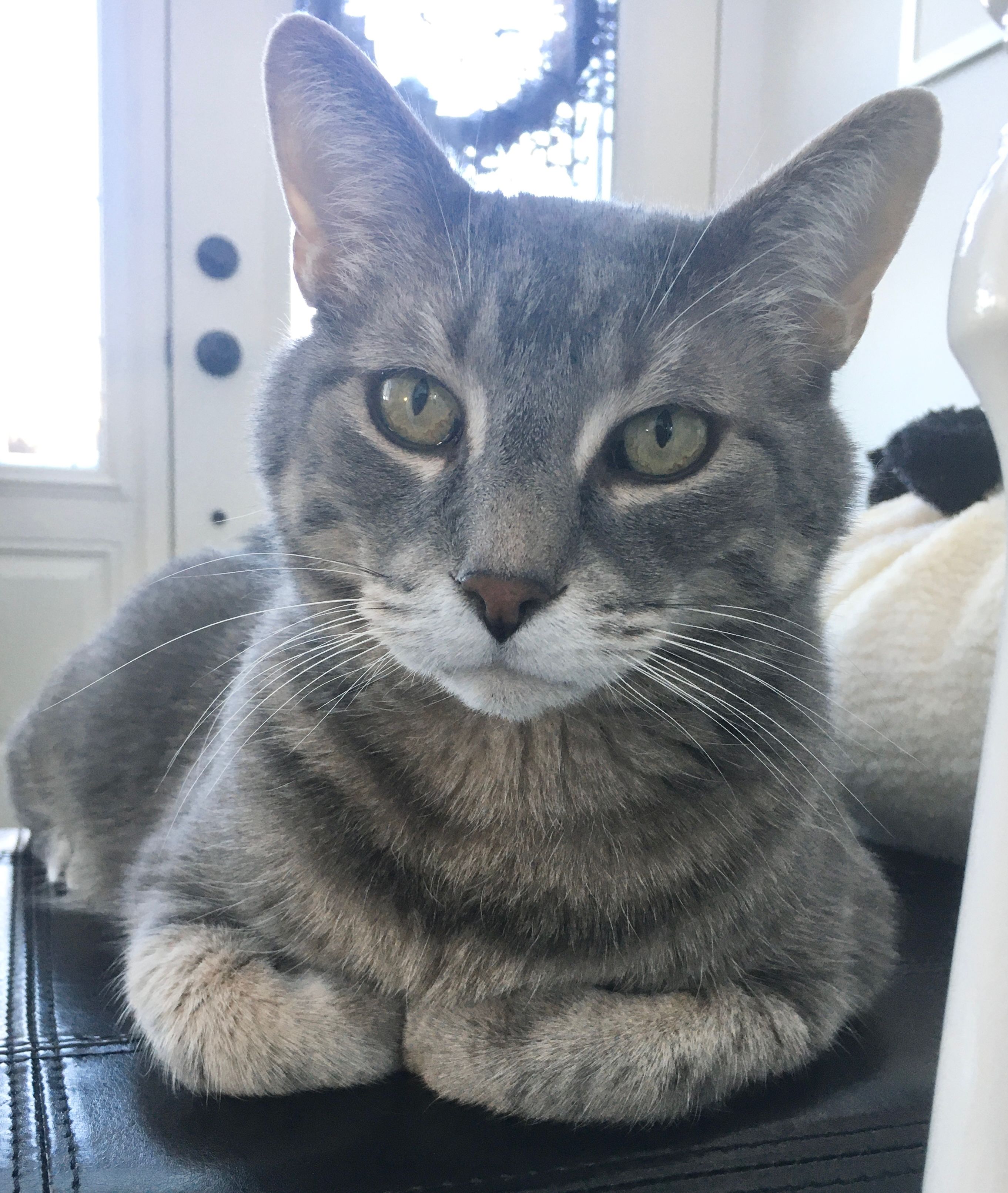 Furry Friend Friday: Charlie! - SwiftCurrentOnline.com - Local news ...
