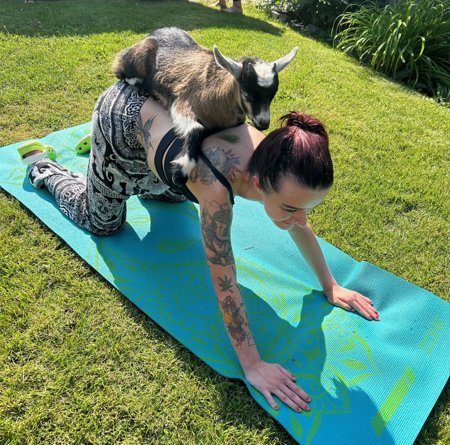 What is goat yoga? Popular event gaining traction - StrathmoreNow.com ...