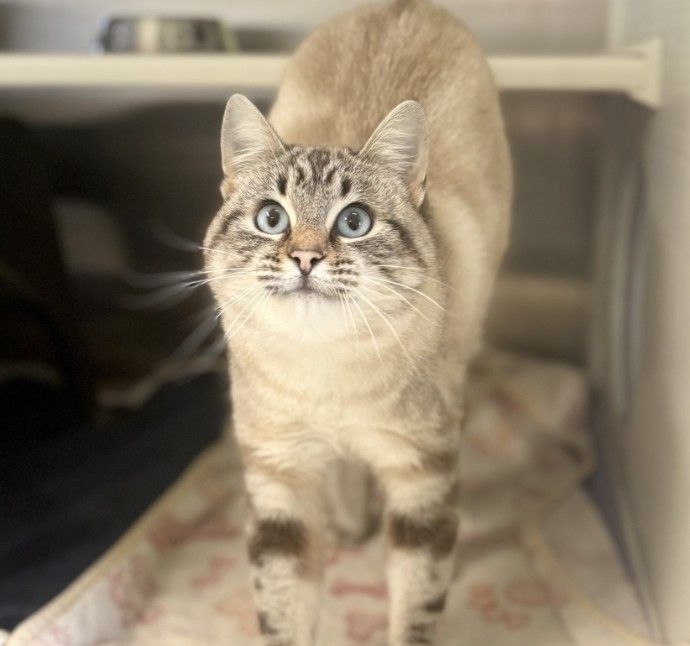 Adorable Adoptables: Khaleesi seeks a throne of her own - CochraneNow ...