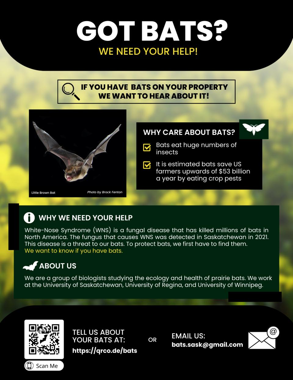 Why researchers are looking for 'fat bats' in conservation effort ...