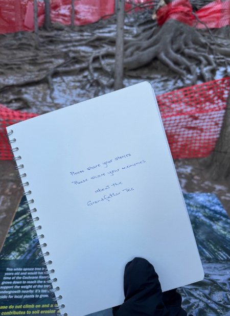 Cochrane sets up tribute mailbox for fallen Grandfather Tree ...