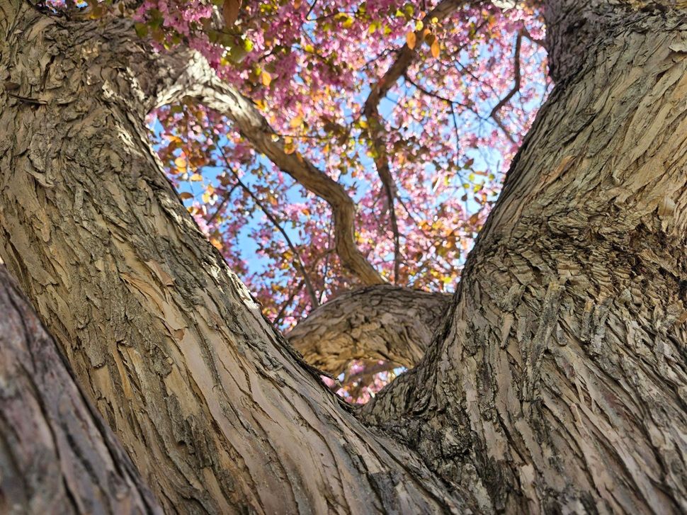 "One-of-a-kind" tree blooms in Swift Current - SwiftCurrentOnline.com ...