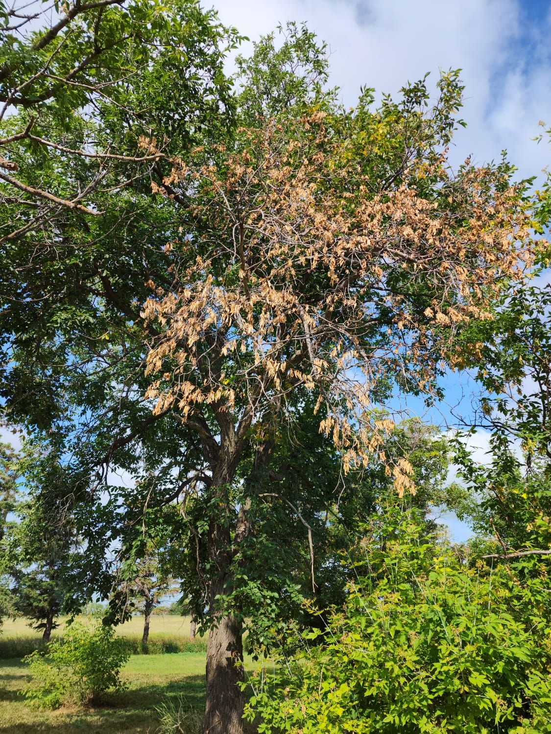 Dutch Elm Disease: What is it and Why should we care ...