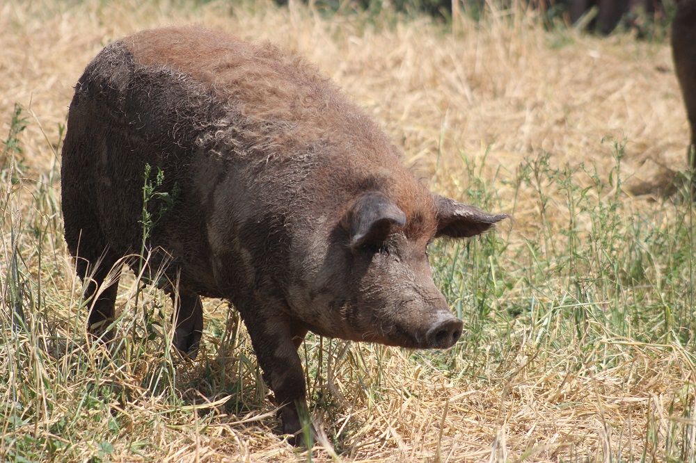 Pigstock festival brings hundreds to Strathmore farm - StrathmoreNow ...