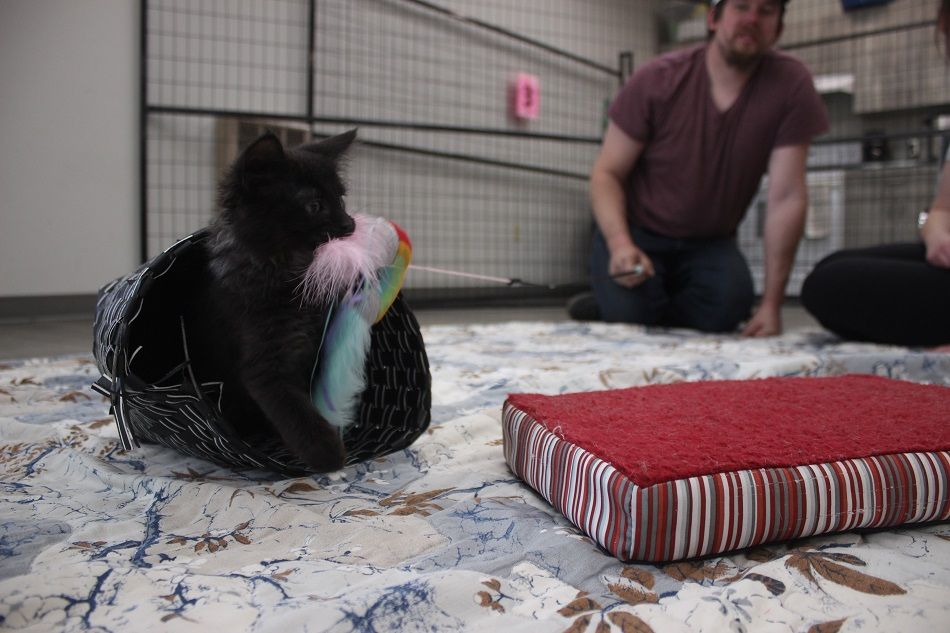 One hundred people arrive at Cat Cafe to visit furry friends ...