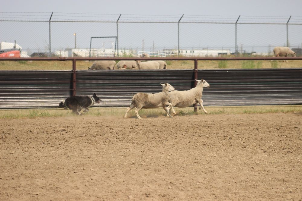 Collies galore at the Strathmore Stampede's Stock Dog Trials ...