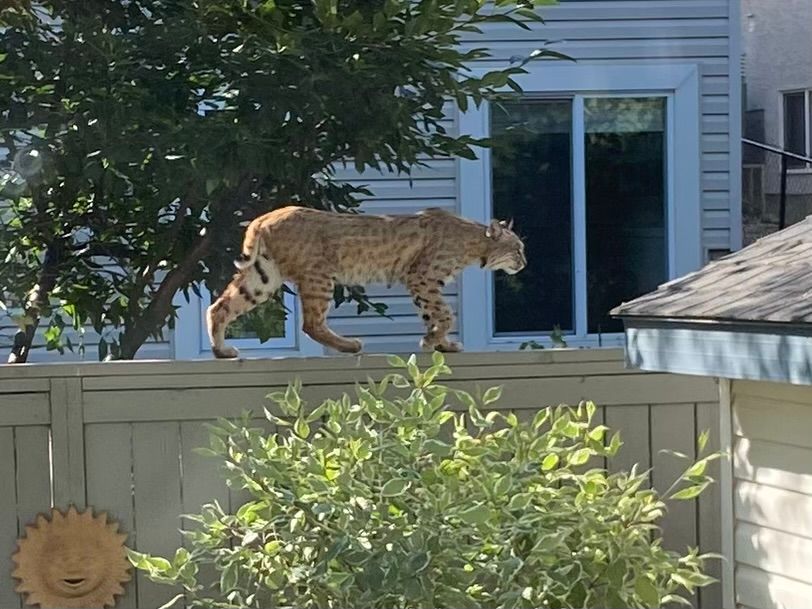 Gallery: Rare wild cat sighted in Airdrie neighbourhood ...