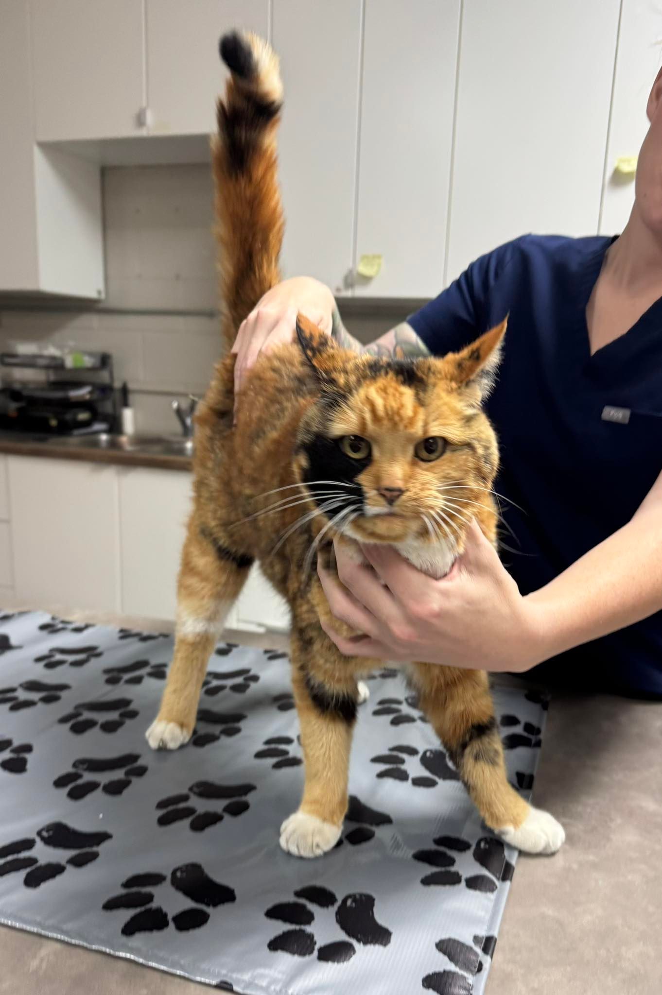 Cat missing for 8 years reunites with owner - OkotoksOnline.com - Local ...