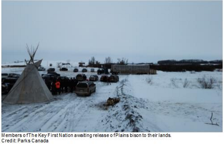 Plains bison herd re-established to the Key First Nation in ...