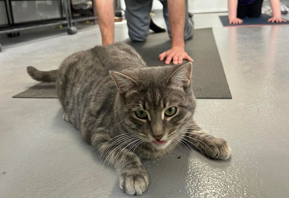 Cat yoga brings calm and cuddles to Portage - PortageOnline.com - Local ...