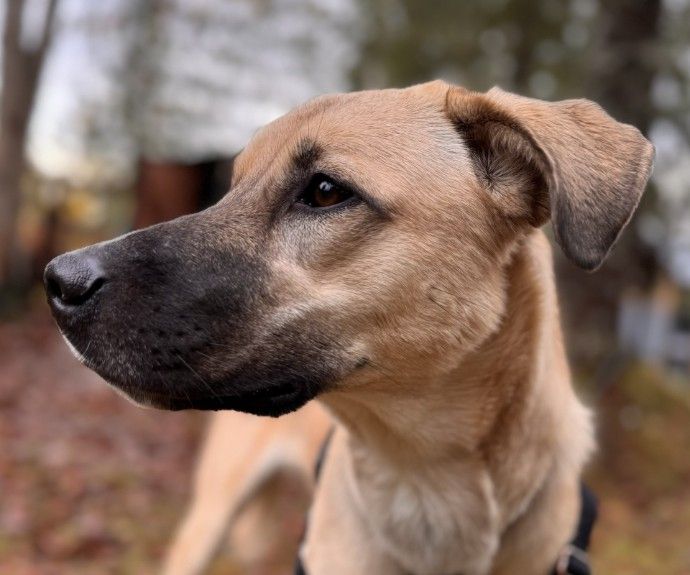 Adorable Adoptables: Meet Maddie the Dog! - CochraneNow: Cochrane ...
