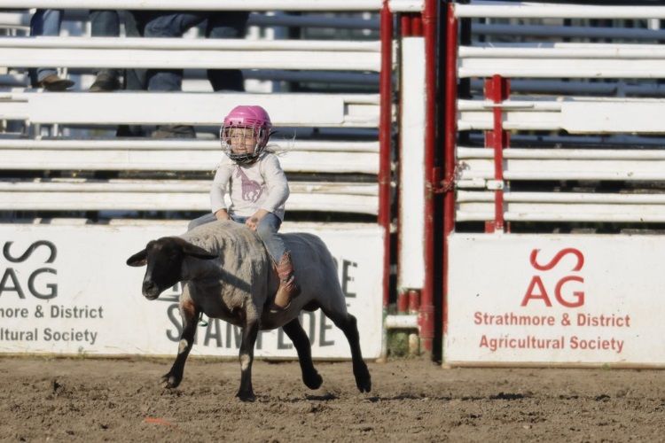 Wild Pony Racing, Mutton Bustin' and Running with the Rams registration ...