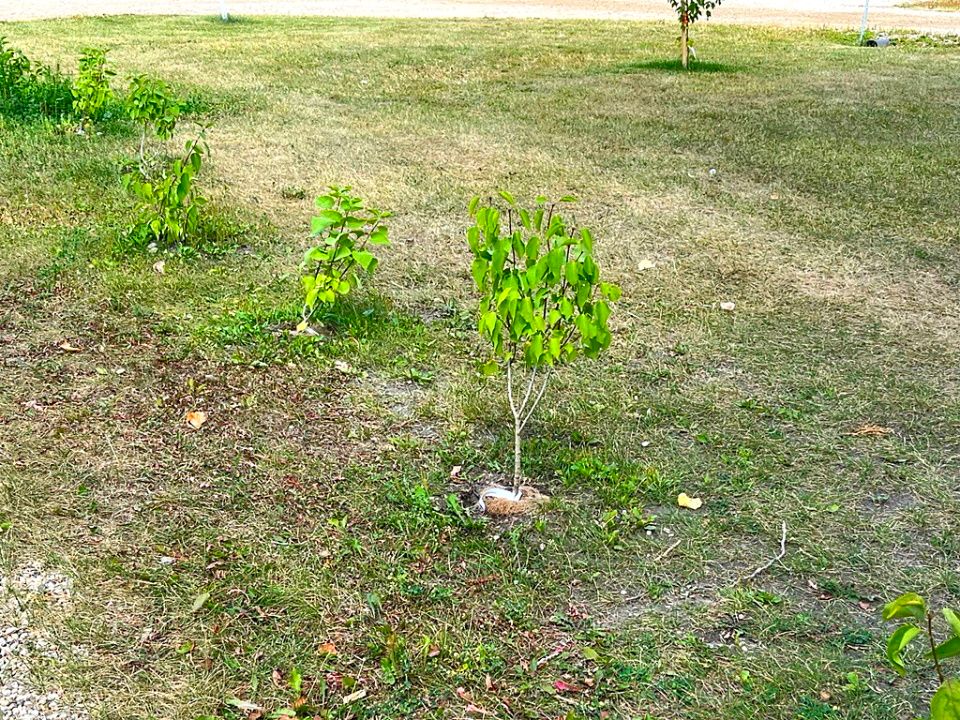 More trees, more benefits - DiscoverWeyburn.com - Local news, Weather ...