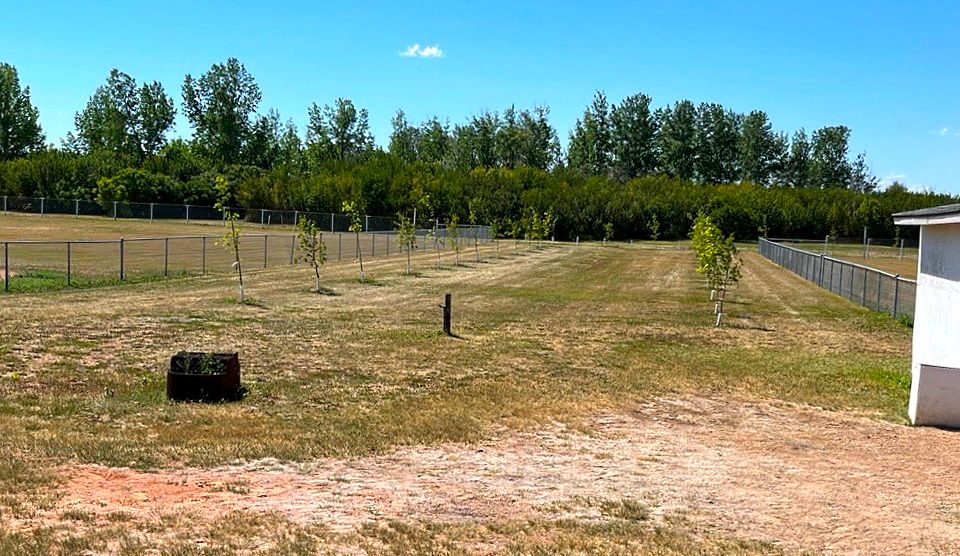 More trees, more benefits - DiscoverWeyburn.com - Local news, Weather ...