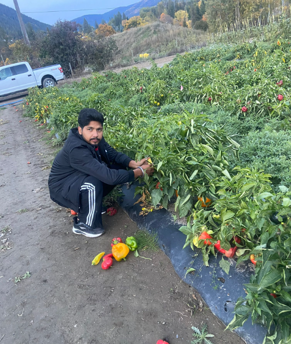 Fresh Produce Now Available At Cochrane Fruit Stand - CochraneNow ...