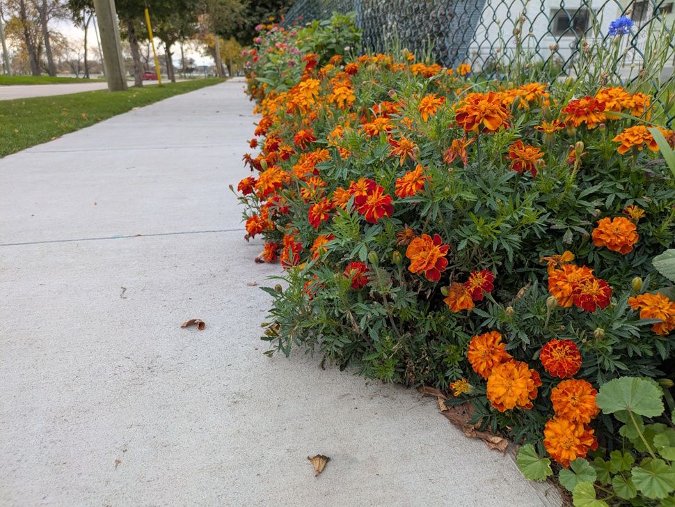 From pruning to planting bulbs, Portage residents ready their gardens ...