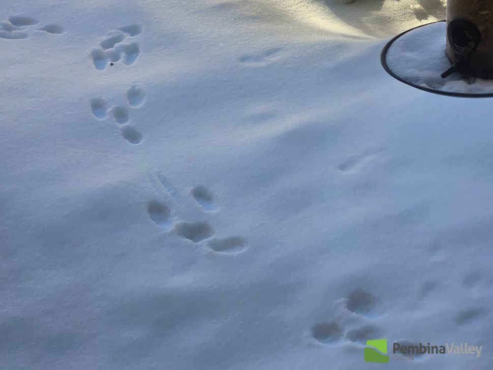 What is that little hole in the snow? The stories wildlife tells in ...