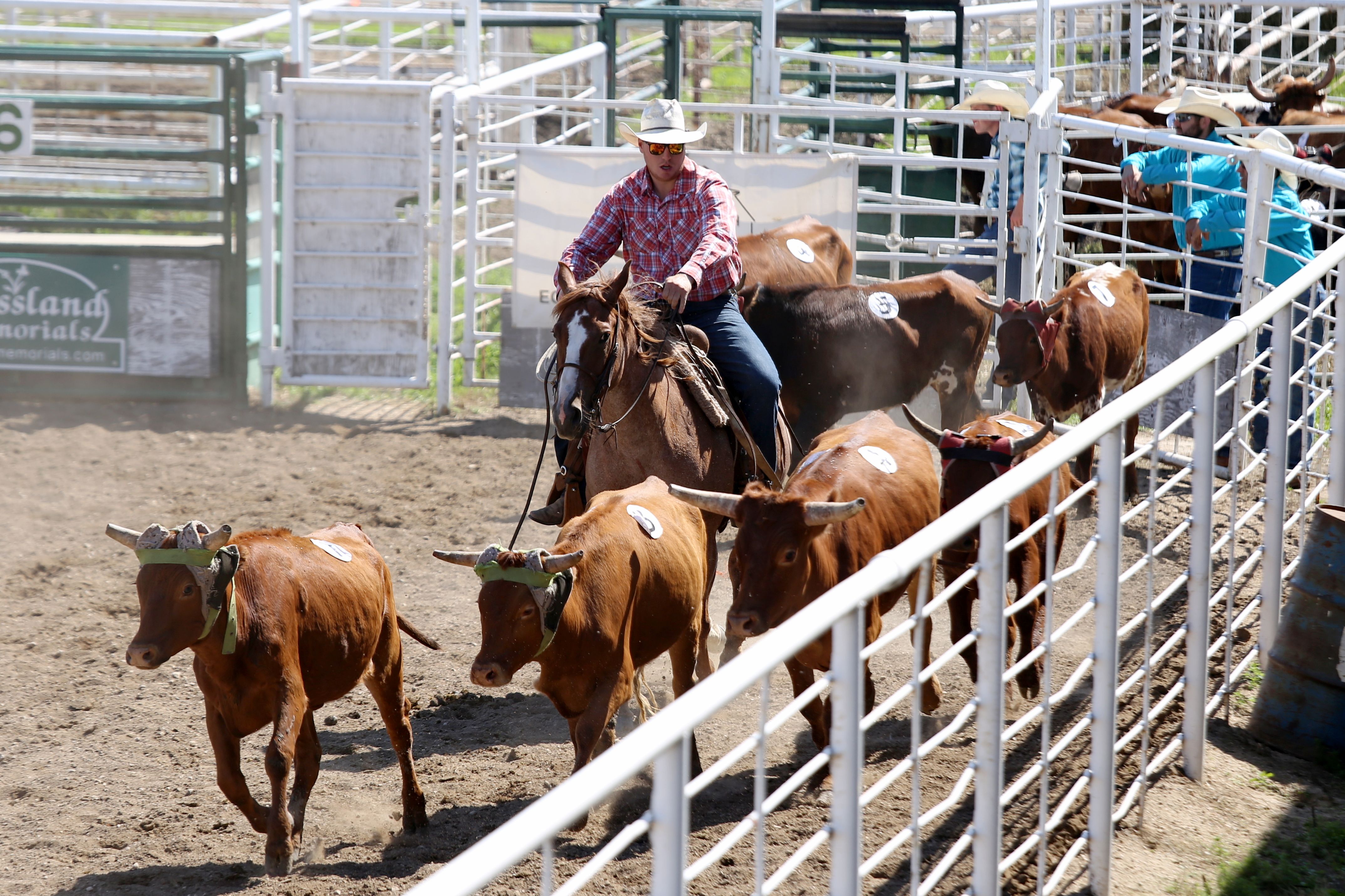 Southwest team wins annual ranch rodeo - SwiftCurrentOnline.com - Local ...