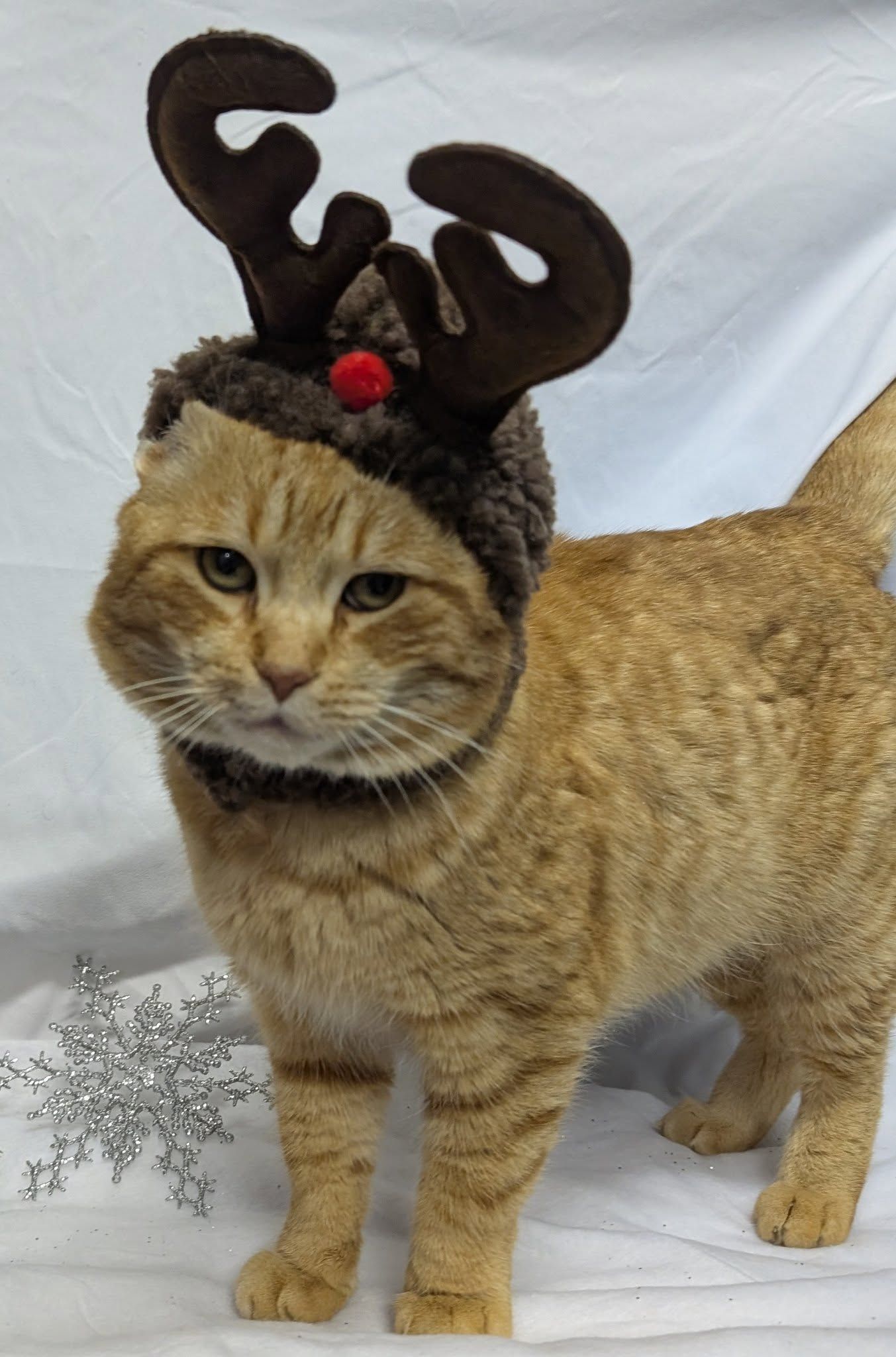 Fetch a Friend - Rudolph - WestCentralOnline: West Central Saskatchewan ...