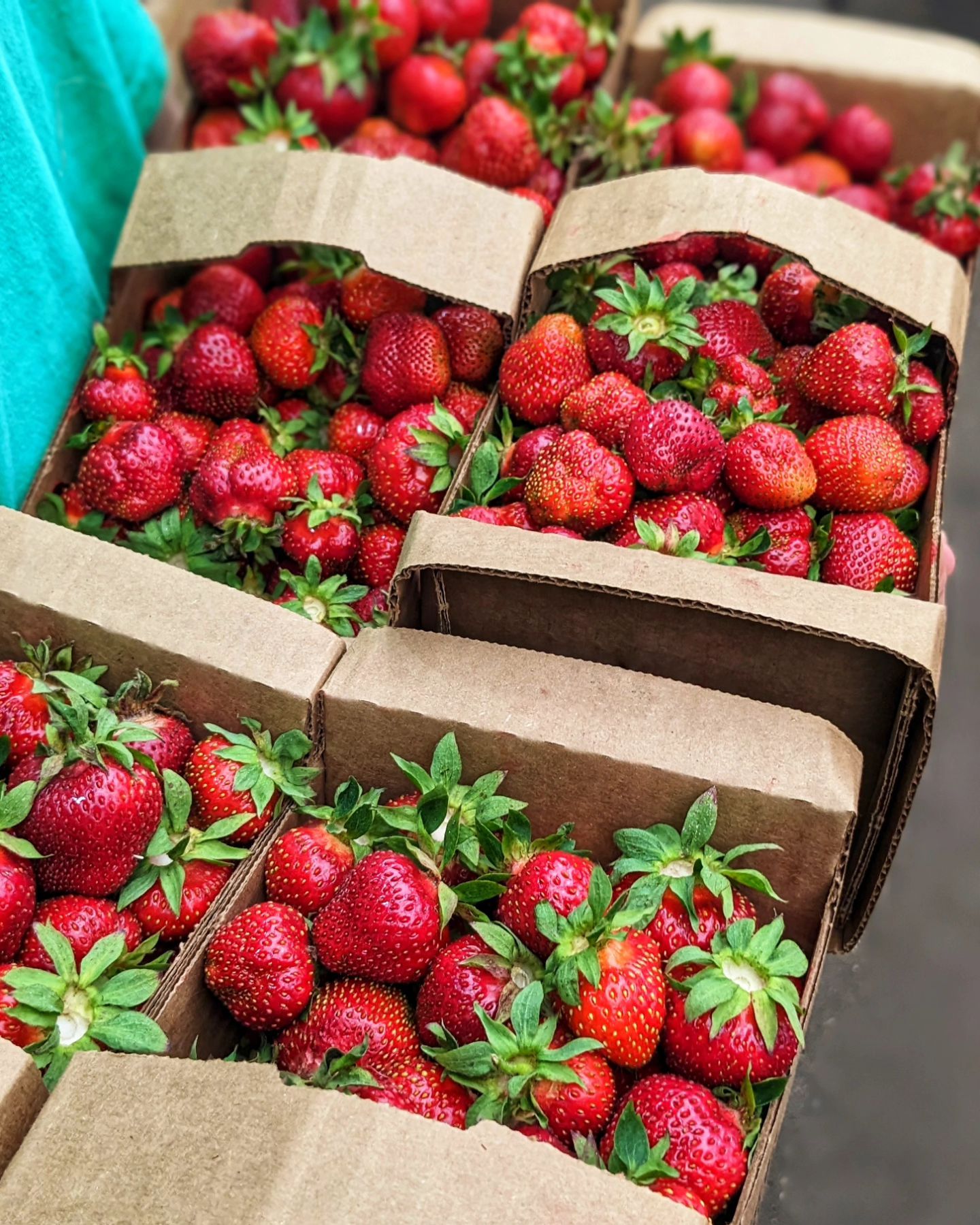 Strawberry Fields Forever: Local Business celebrates the start of the ...