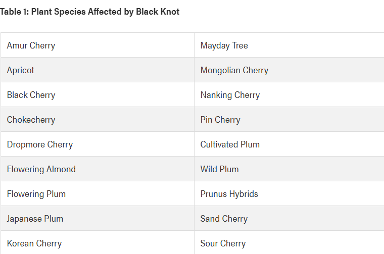 Check your trees for Black Knot - CentralAlbertaOnline.com - Local news ...