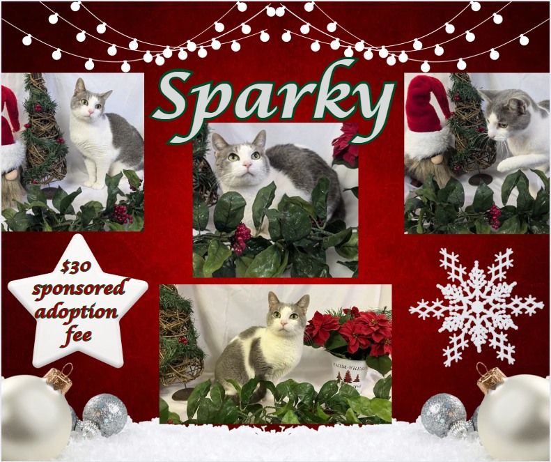 Fetch a Friend - KC Rescue long-residing cats find hope with $30 ...