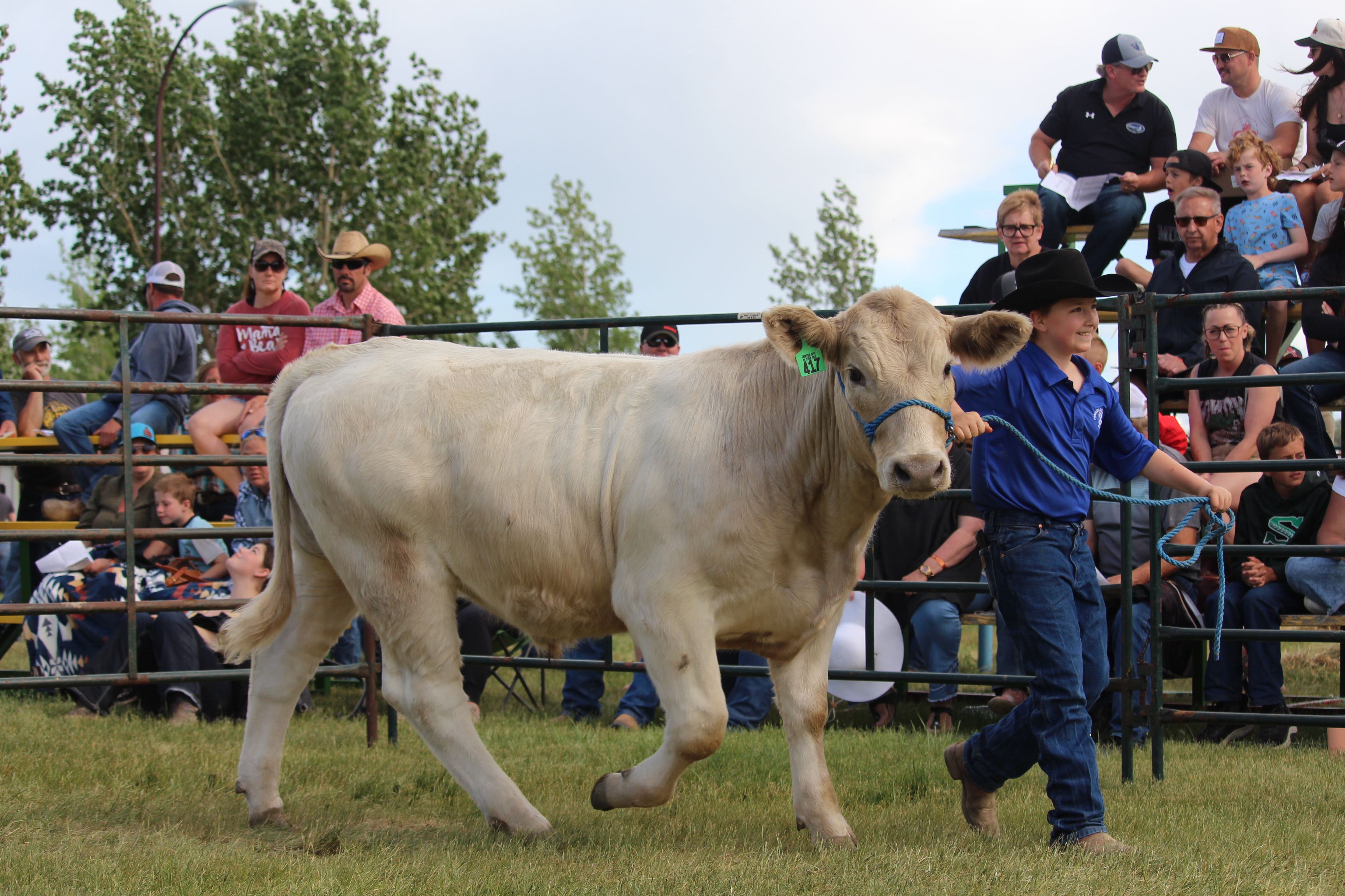 4-H Show & Sale sees $11,000 steer sold locally - SwiftCurrentOnline ...