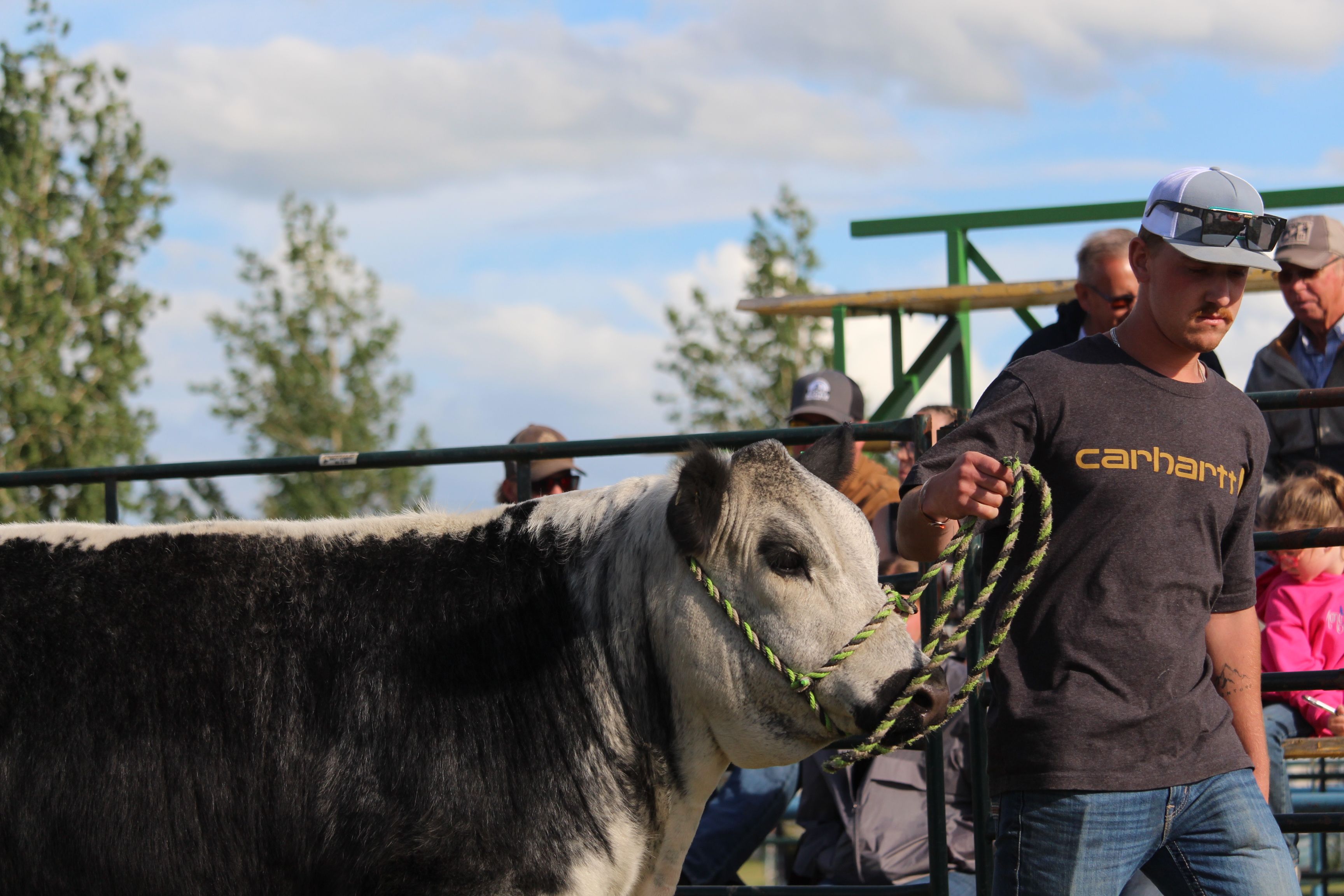 4-H Show & Sale sees $11,000 steer sold locally - SwiftCurrentOnline ...