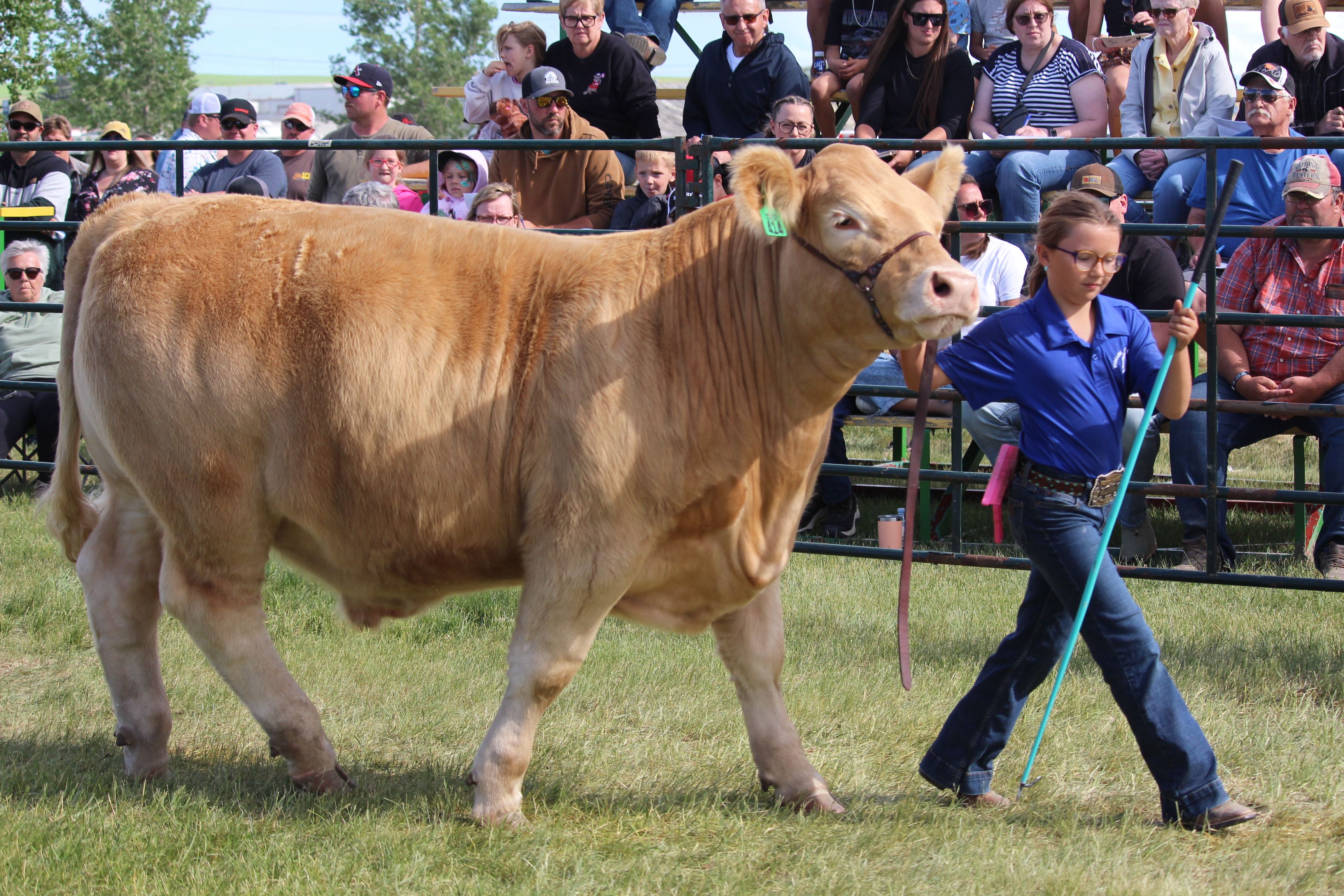 4-H Show & Sale sees $11,000 steer sold locally - SwiftCurrentOnline ...