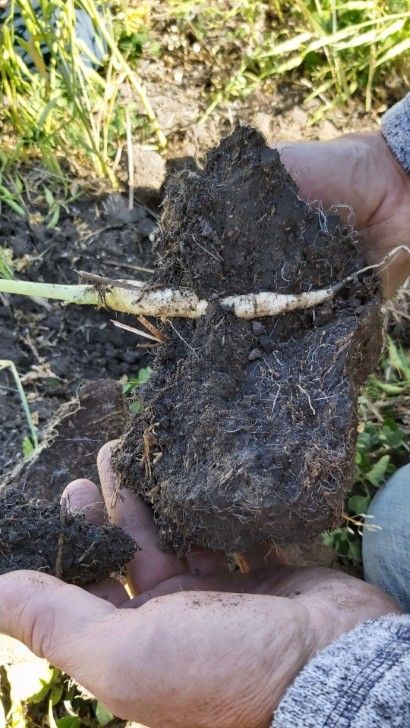 Research shows multi-species cover crops enhance soil health ...