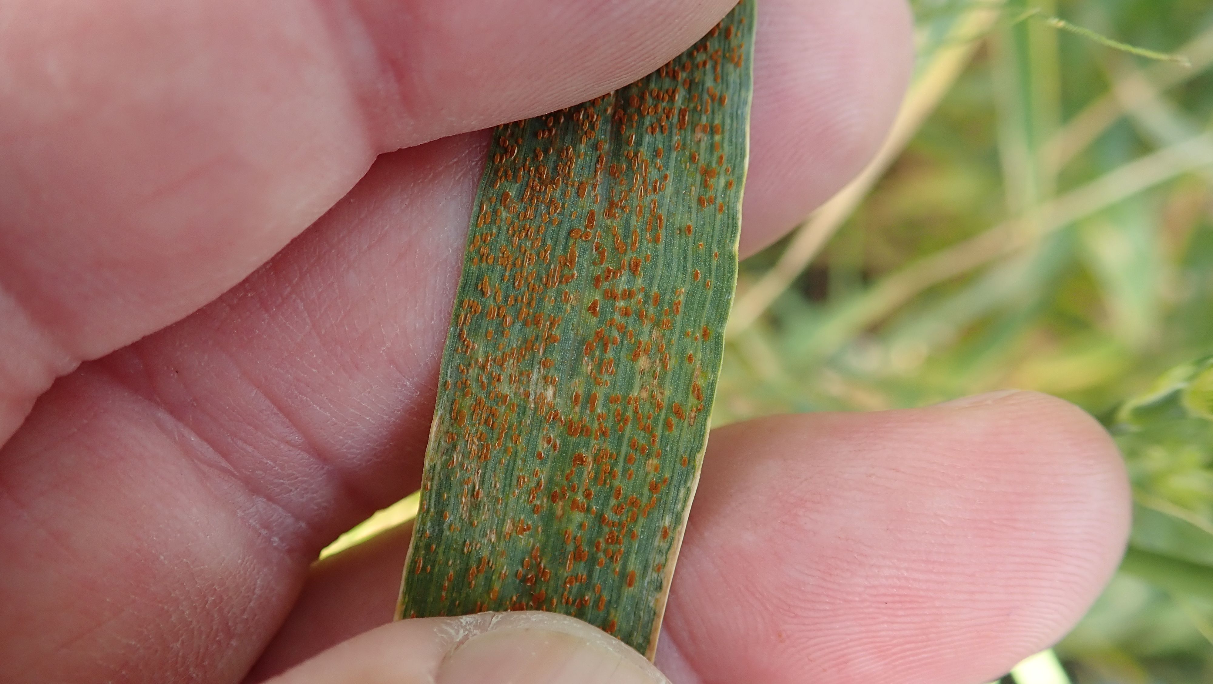 Prairie farmers may face a potential rust threat this year ...