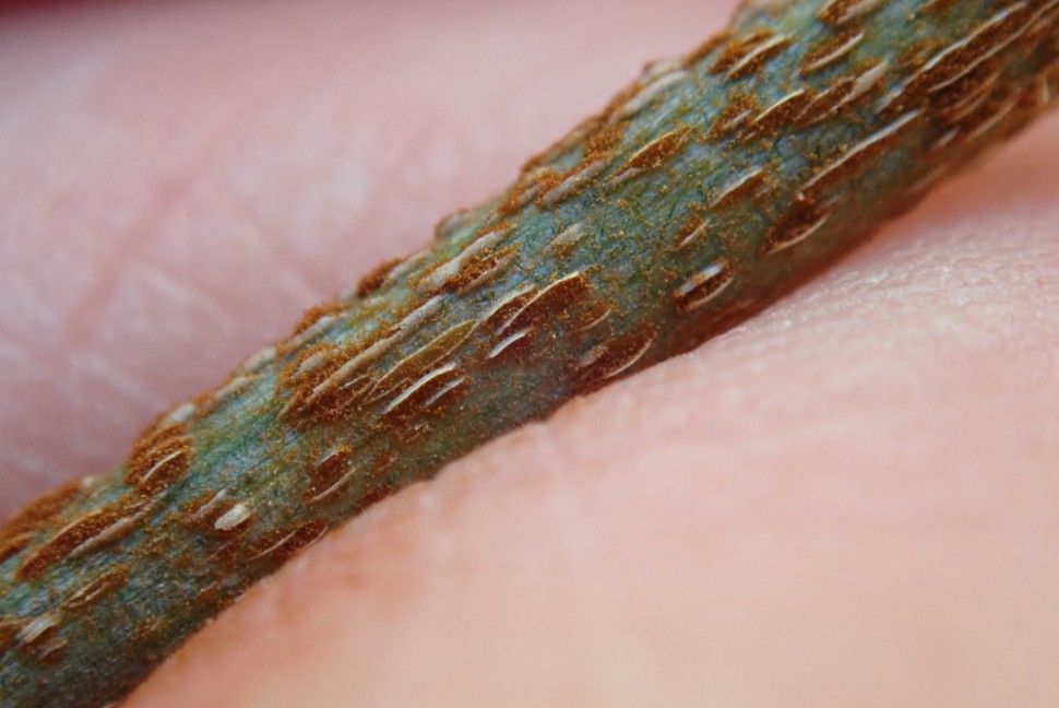 Prairie farmers may face a potential rust threat this year - ReachFM ...