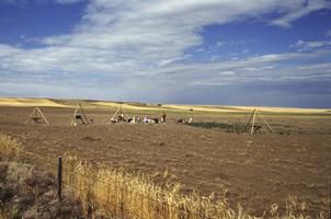 Southwest History: Heron Eden, bison from beyond - SwiftCurrentOnline ...