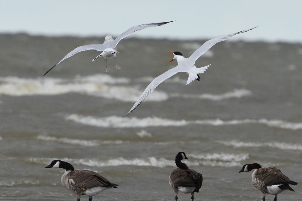 Westman Naturalists flock to Whitewater Lake for Fall migration watch ...