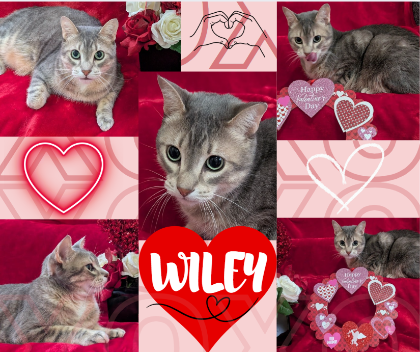 Fetch a Friend - Wiley - WestCentralOnline: West Central Saskatchewan's ...