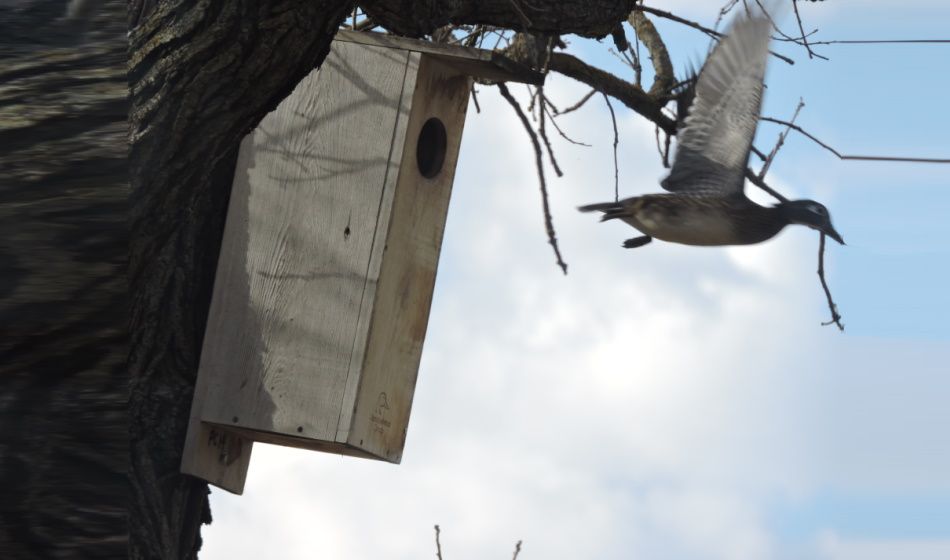 Birding Part 3 - building tree duck nesting boxes - PortageOnline.com ...